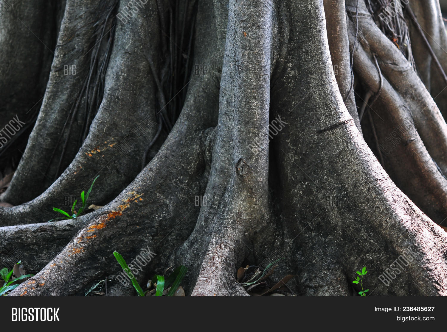Close- Old Roots Tree Image & Photo (Free Trial) | Bigstock