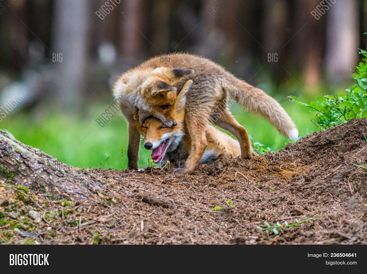 Fox Green Forest. Cute Image & Photo (Free Trial) | Bigstock