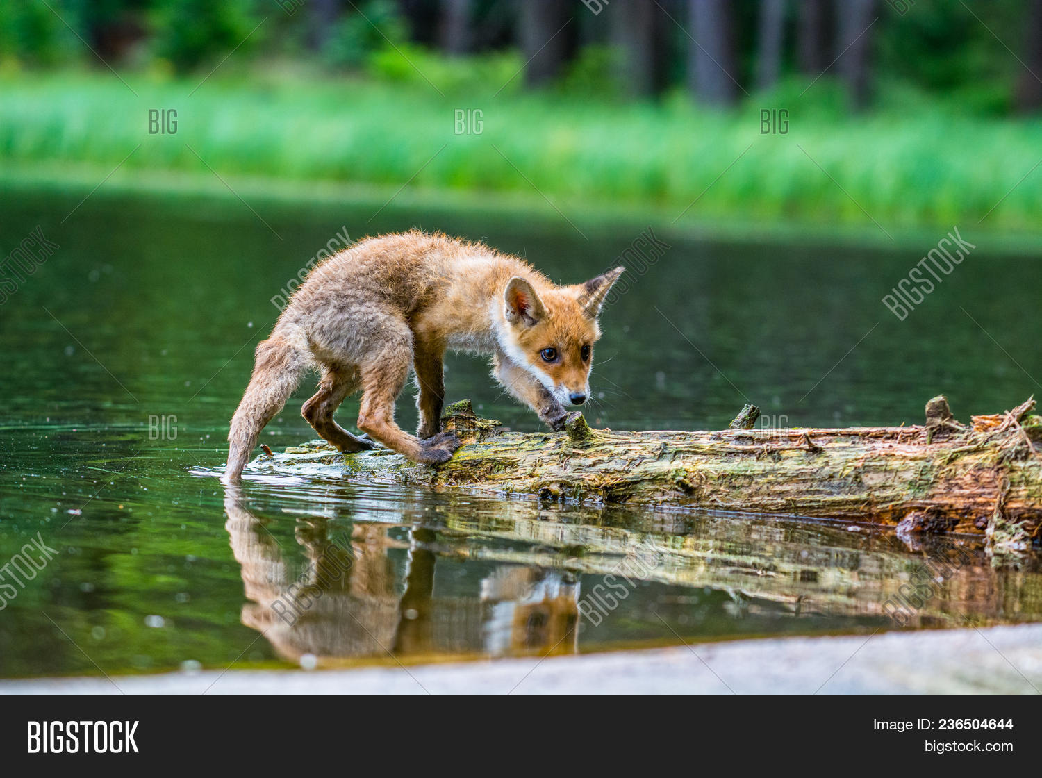 Fox Green Forest. Cute Image & Photo (Free Trial) | Bigstock