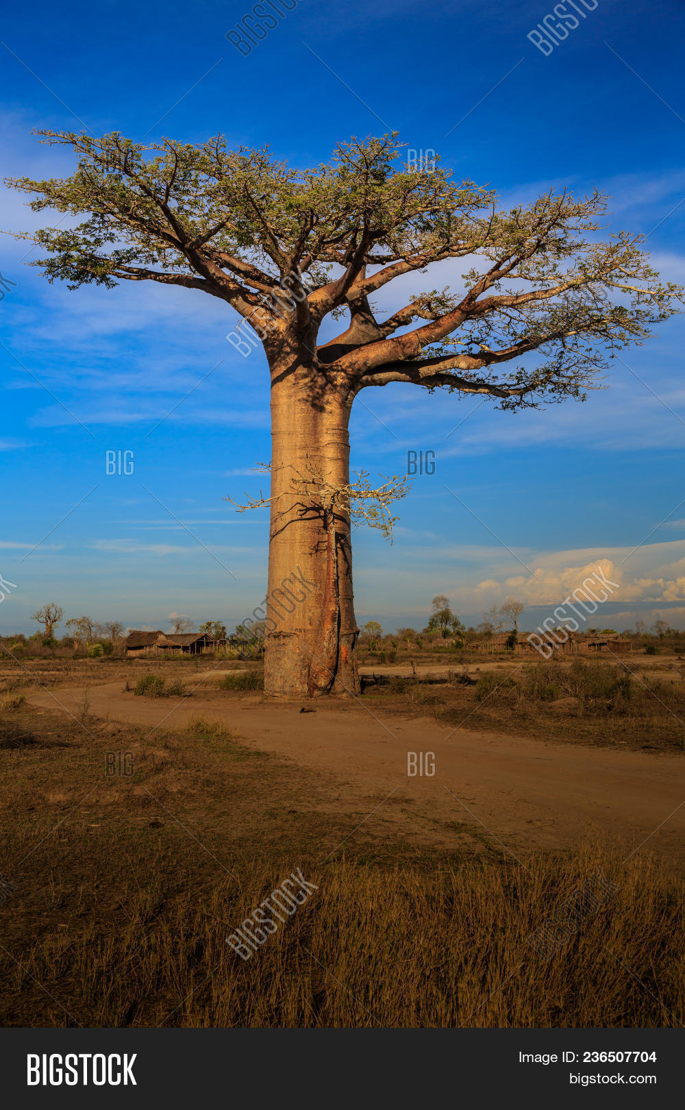 Beautiful Baobab Trees Image & Photo (Free Trial) | Bigstock