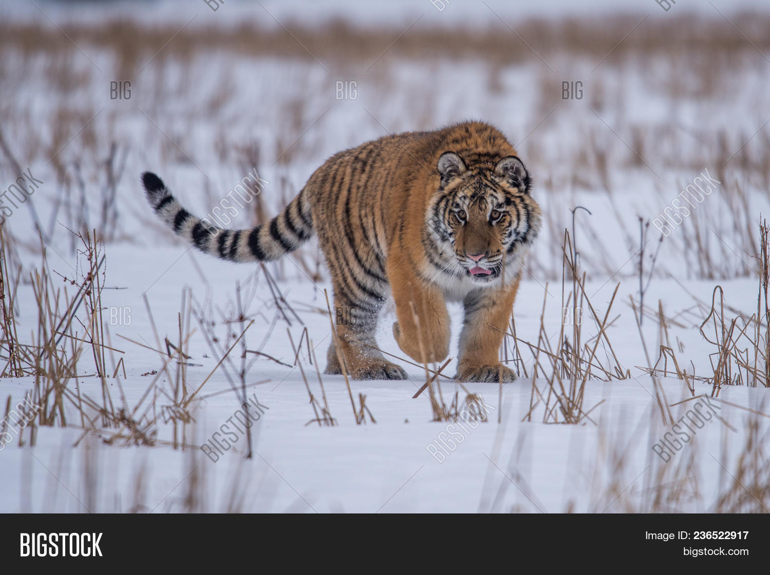 Amur Tiger Walking Image & Photo (Free Trial) | Bigstock