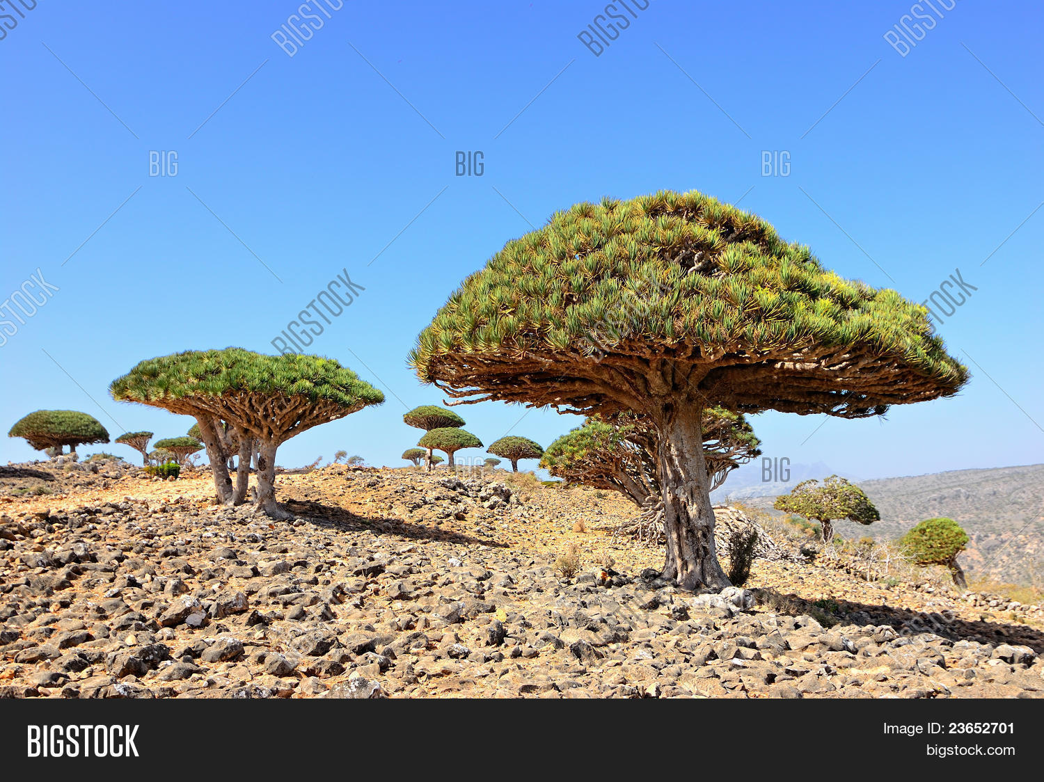 Dragon Blood Tree Image & Photo (Free Trial) | Bigstock