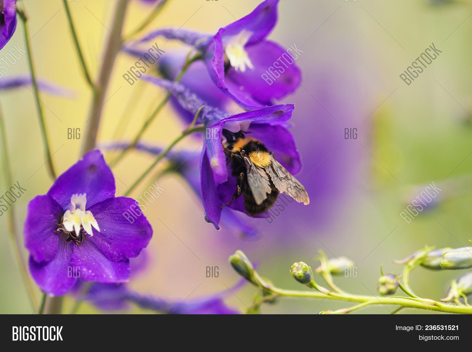 Macro Shot Bumble Bee Image & Photo (Free Trial) | Bigstock
