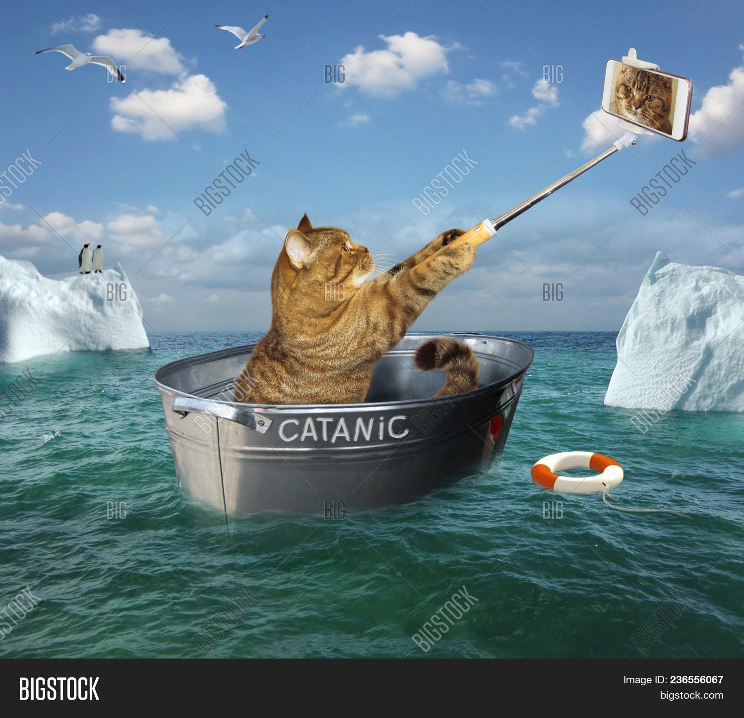 Cat Takes Pictures Image & Photo (Free Trial) | Bigstock