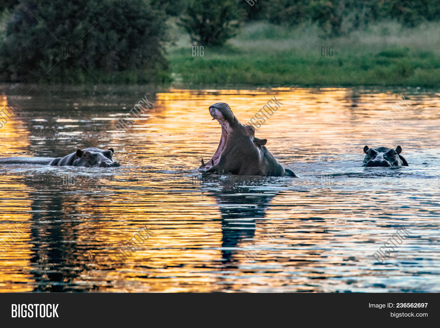 Hippo On Run On Land Image & Photo (Free Trial) | Bigstock