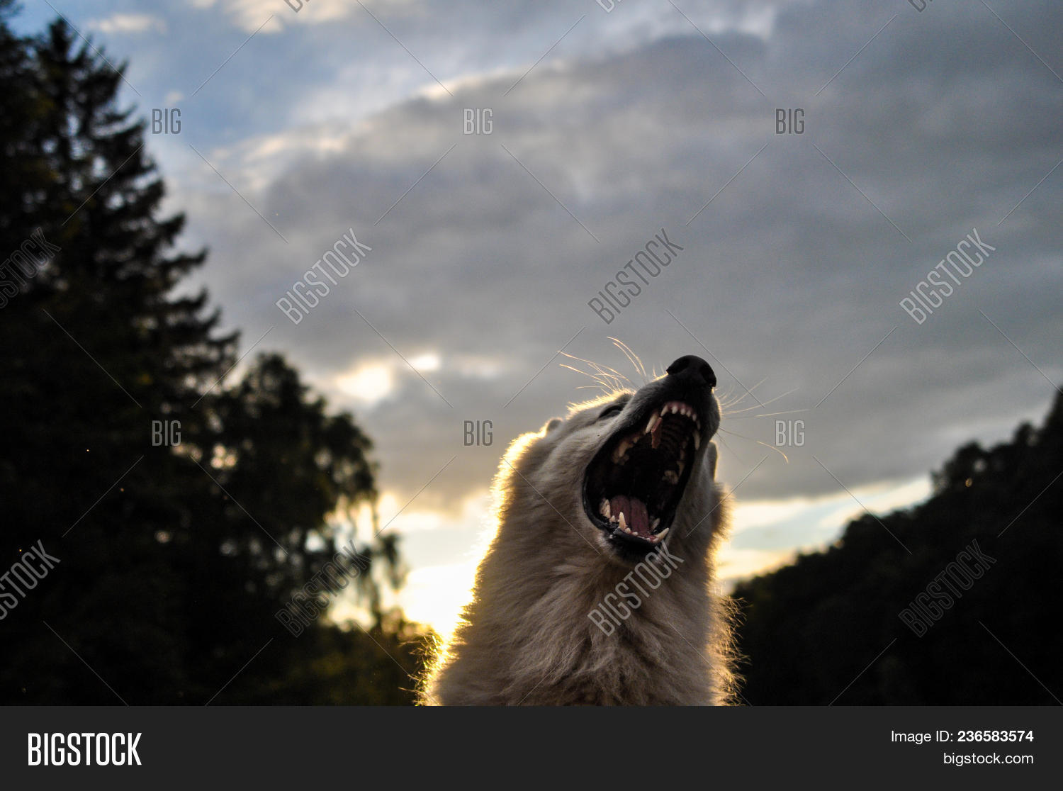 White Male Wolf Image & Photo (Free Trial) | Bigstock