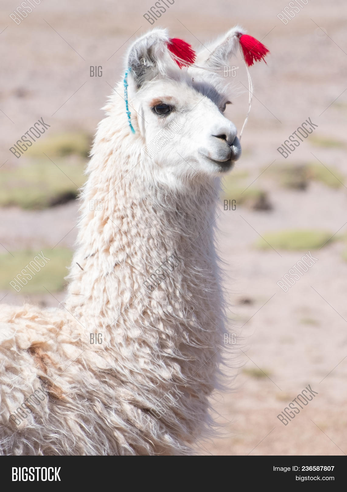 Decorated Cute White Image & Photo (Free Trial) | Bigstock