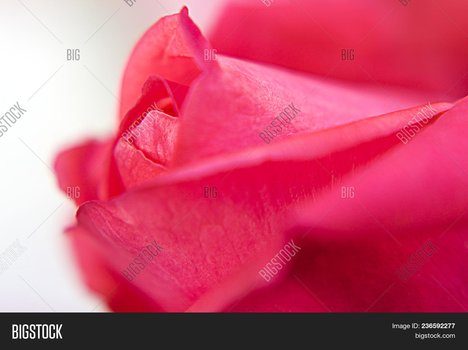 Macro Photography Rose Image & Photo (Free Trial) | Bigstock
