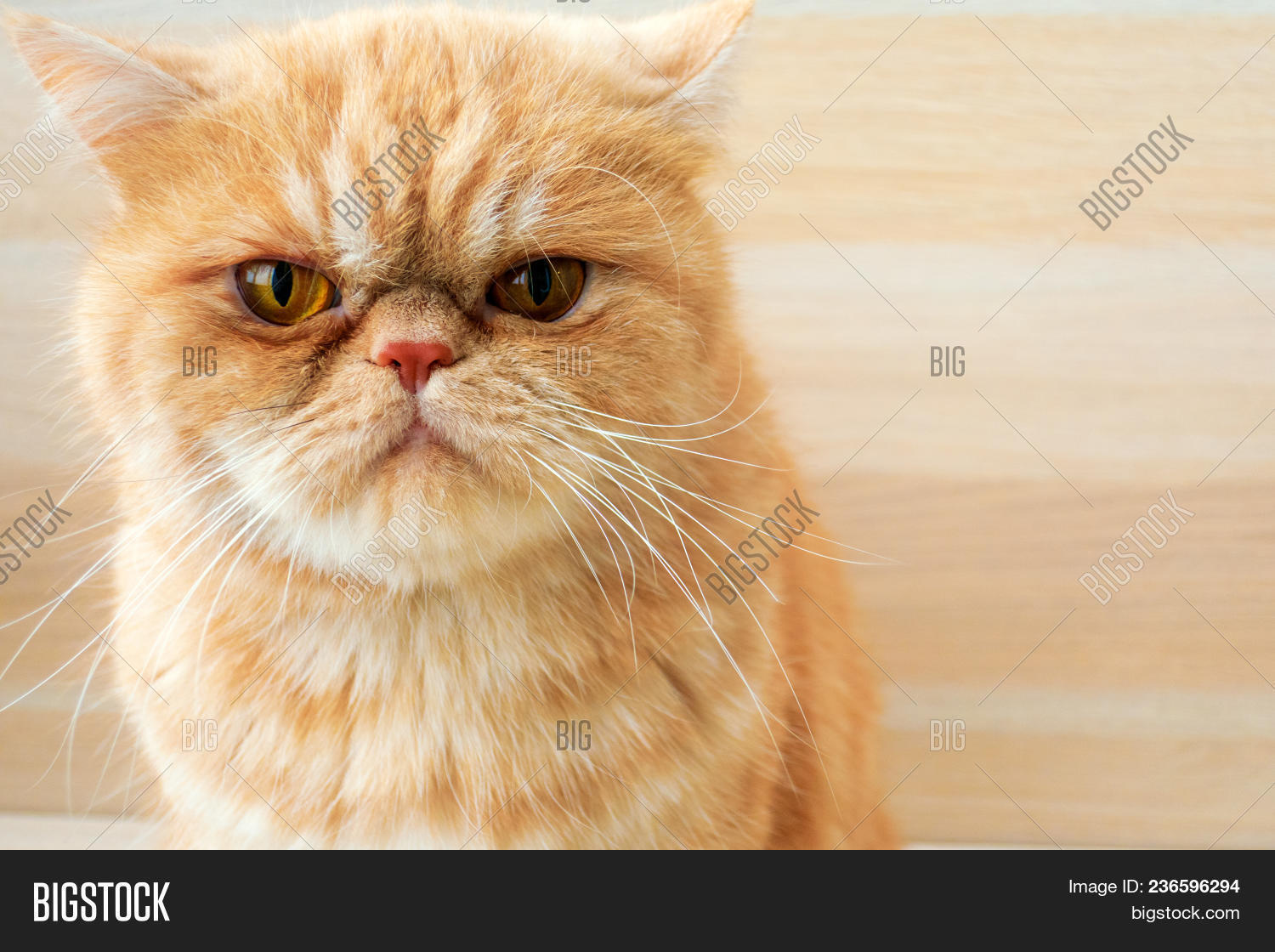 Beautiful Redhead Cat Image & Photo (Free Trial) | Bigstock