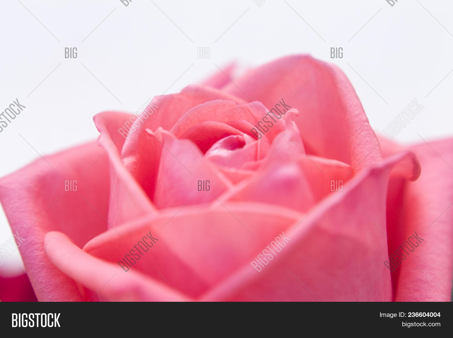 Macro Photography Rose Image & Photo (Free Trial) | Bigstock