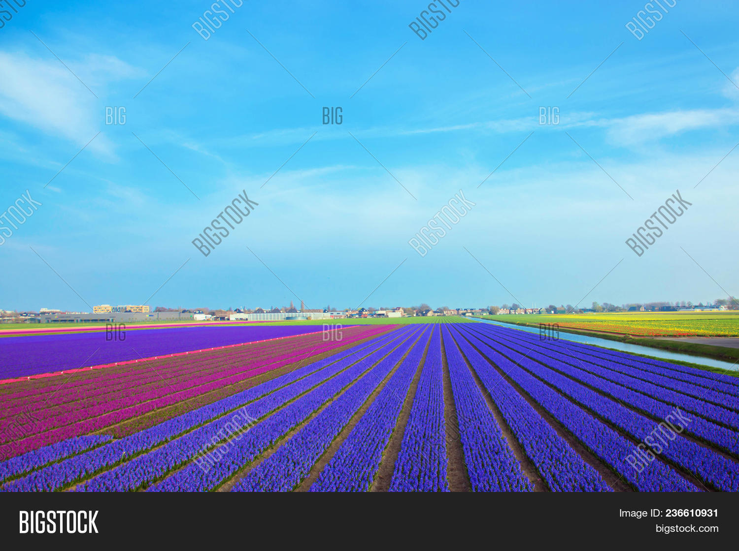 Spring Flower Field Image & Photo (Free Trial) | Bigstock