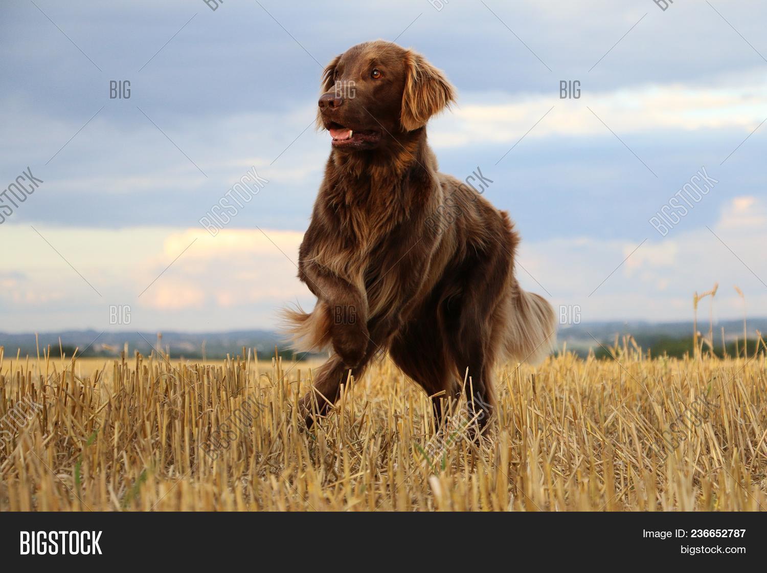 Brown Flat Coated Image & Photo (Free Trial) | Bigstock