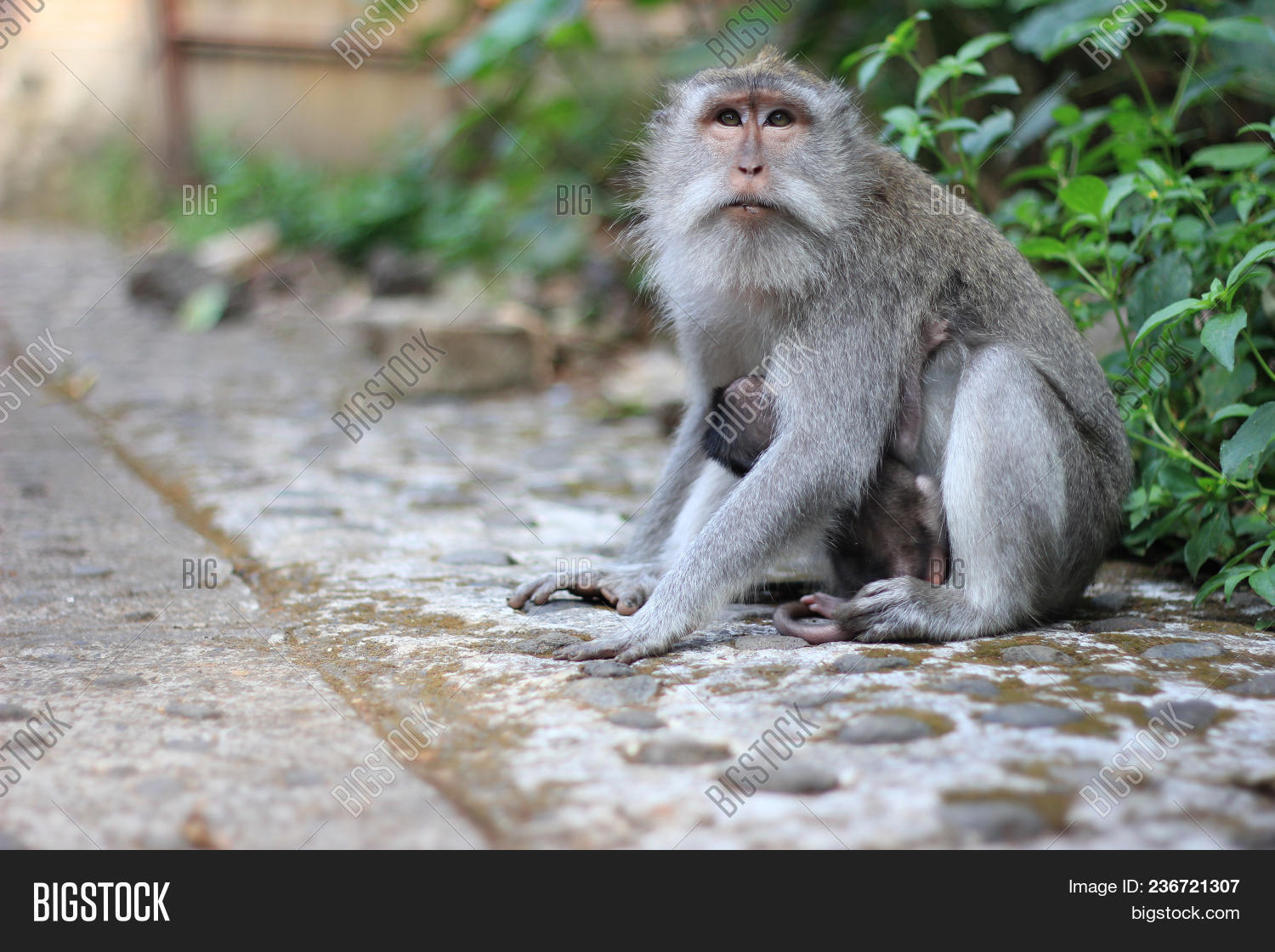 Crab-eating Macaque Image & Photo (Free Trial) | Bigstock