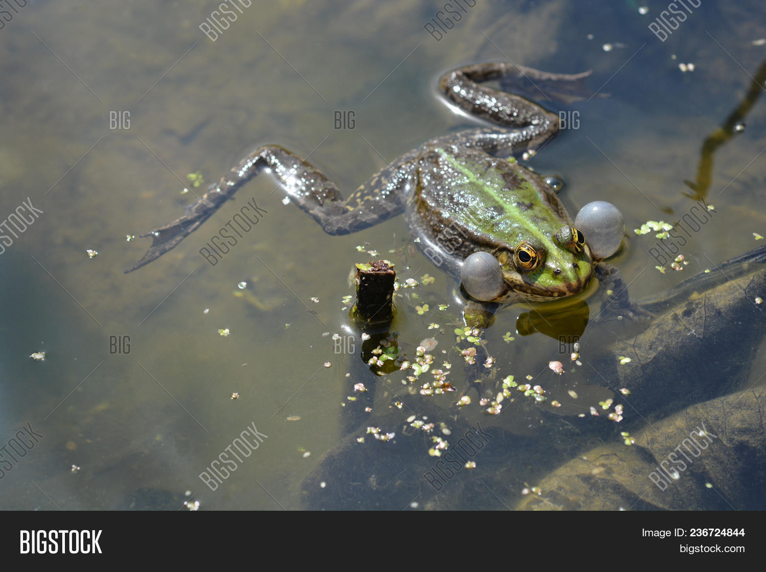 Common European Frog ( Image & Photo (Free Trial) | Bigstock