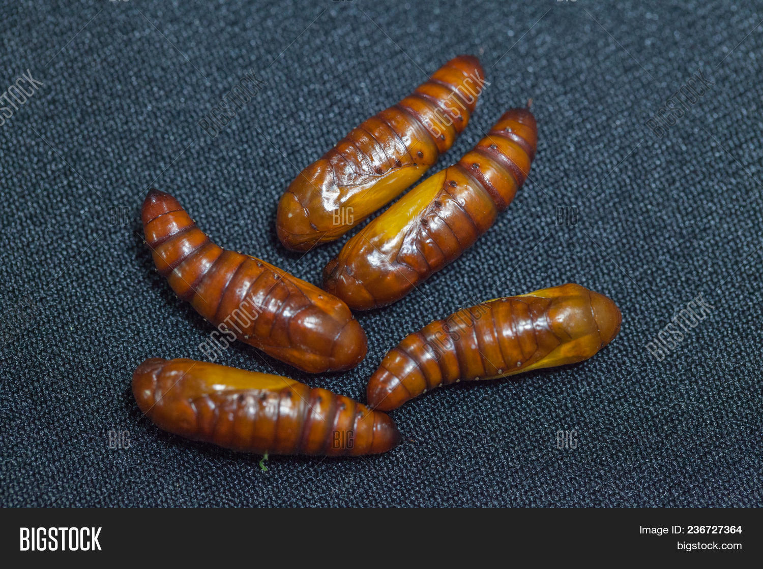 Pupa Cotton Bollworm Image & Photo (Free Trial) | Bigstock