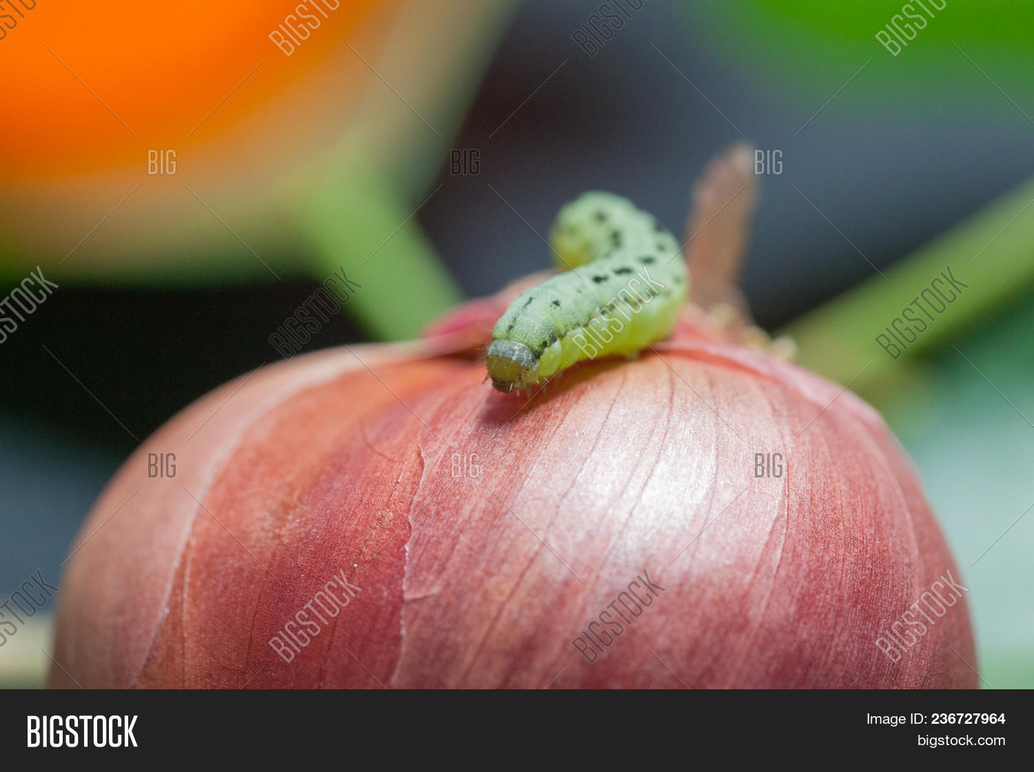 Close Cotton Bollworm Image & Photo (Free Trial) | Bigstock