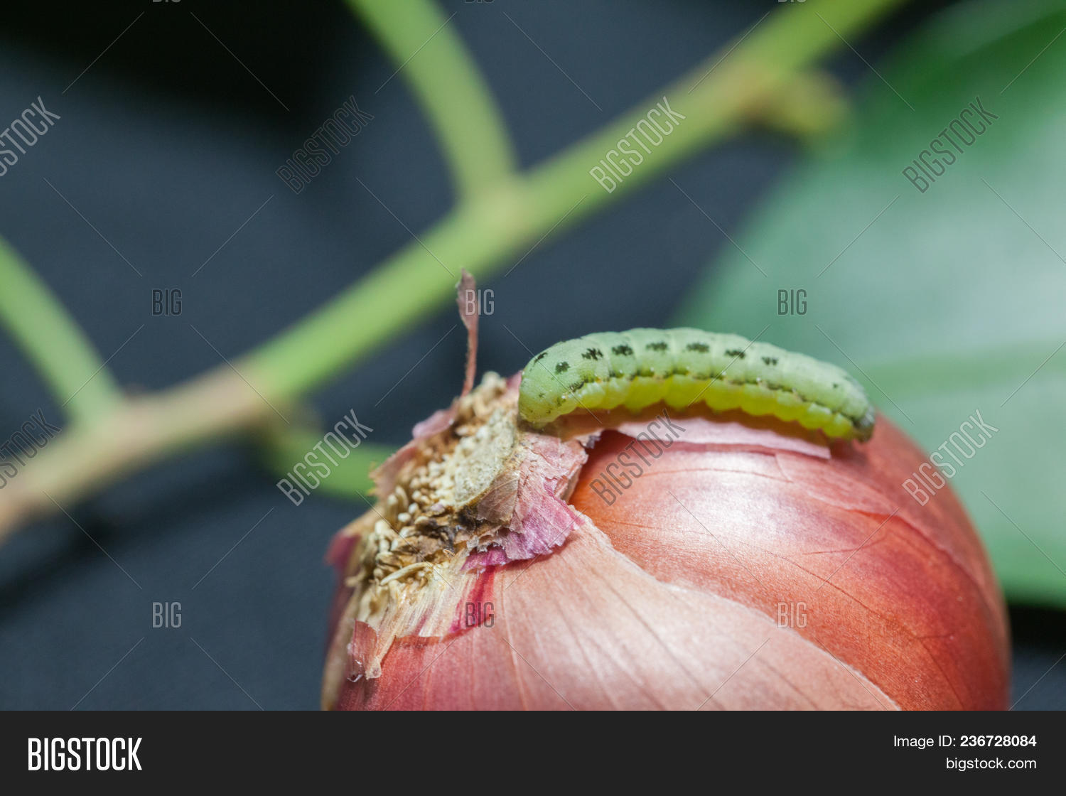 Close Cotton Bollworm Image & Photo (Free Trial) | Bigstock