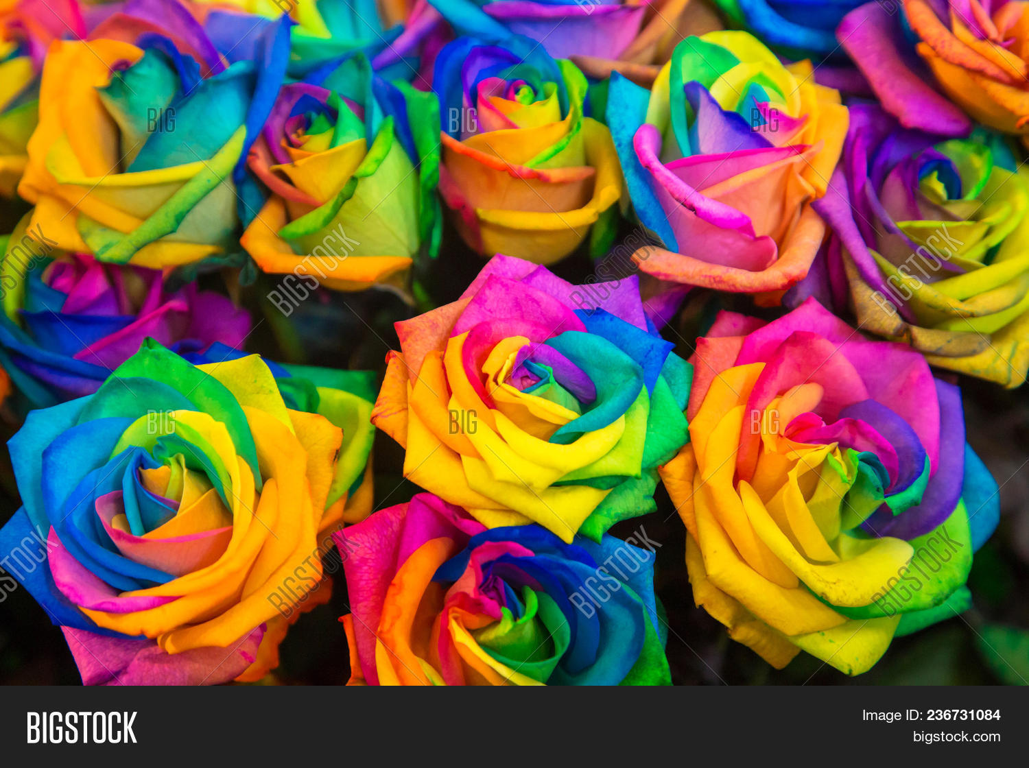Diversity, Joy, Lgbt, Image & Photo (Free Trial) | Bigstock