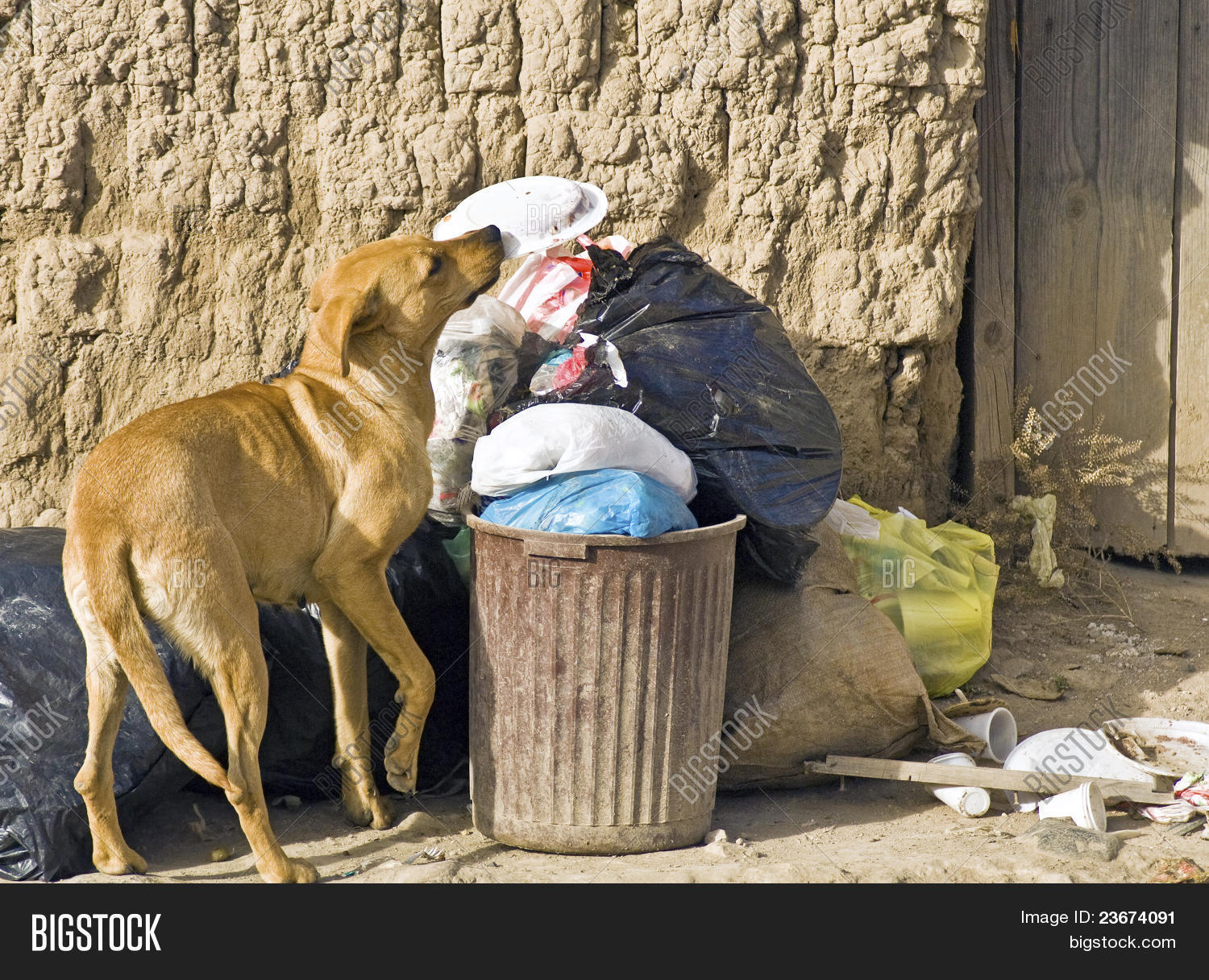 Stray Dog Searching Image & Photo (Free Trial) | Bigstock