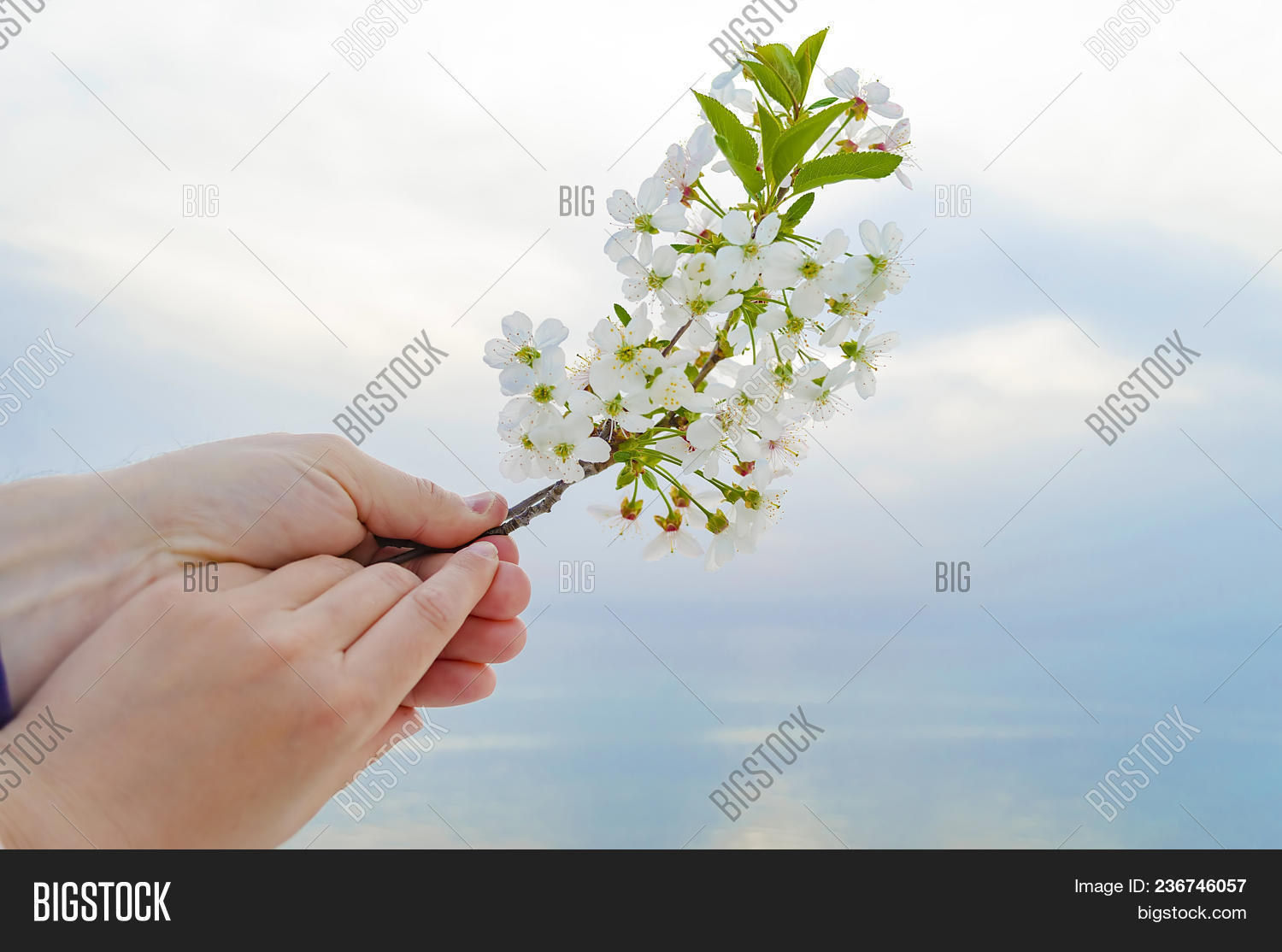 Cherry Blossom Sea Image & Photo (Free Trial) | Bigstock