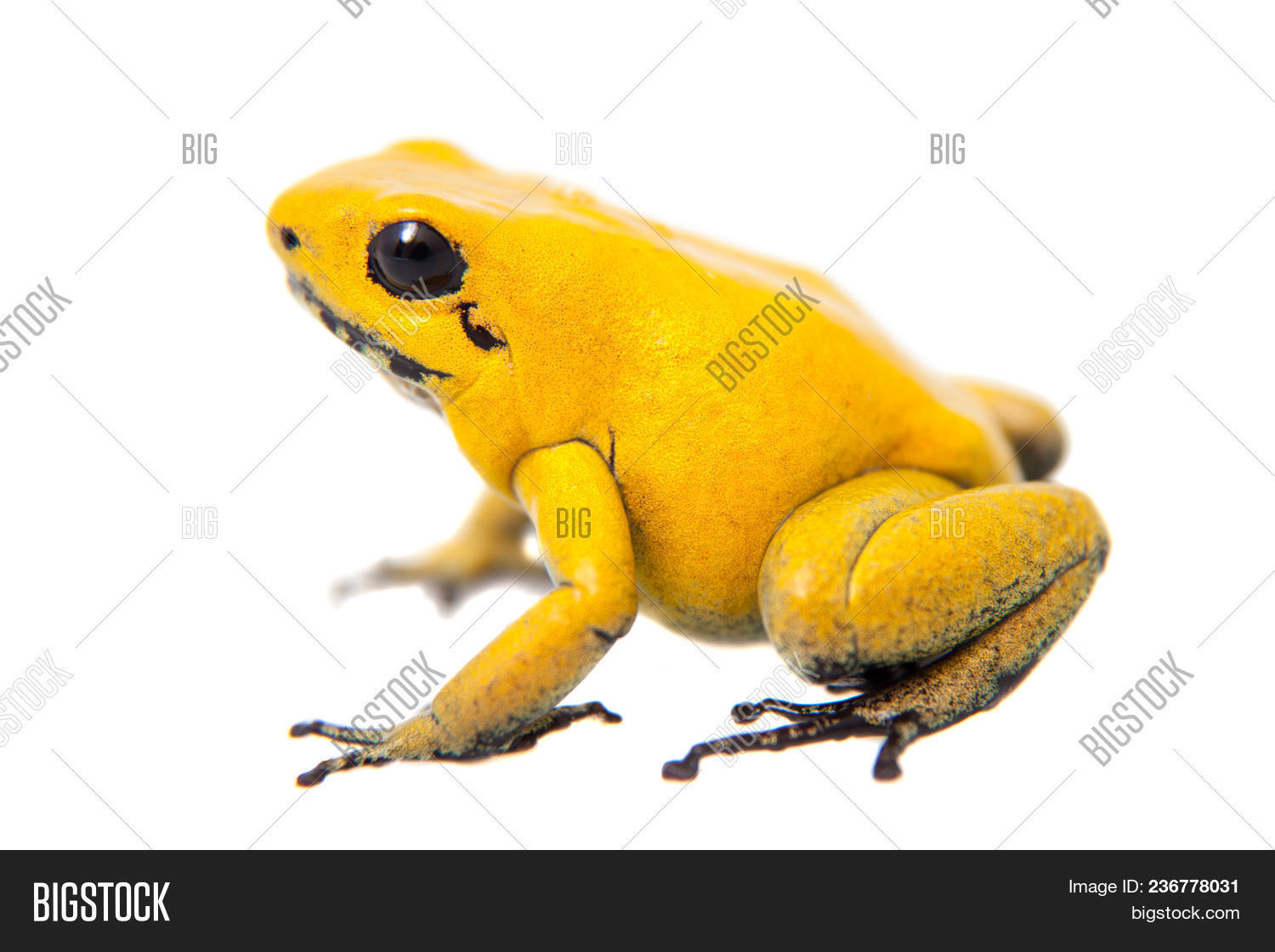 Golden Poison Frog, Image & Photo (Free Trial) | Bigstock