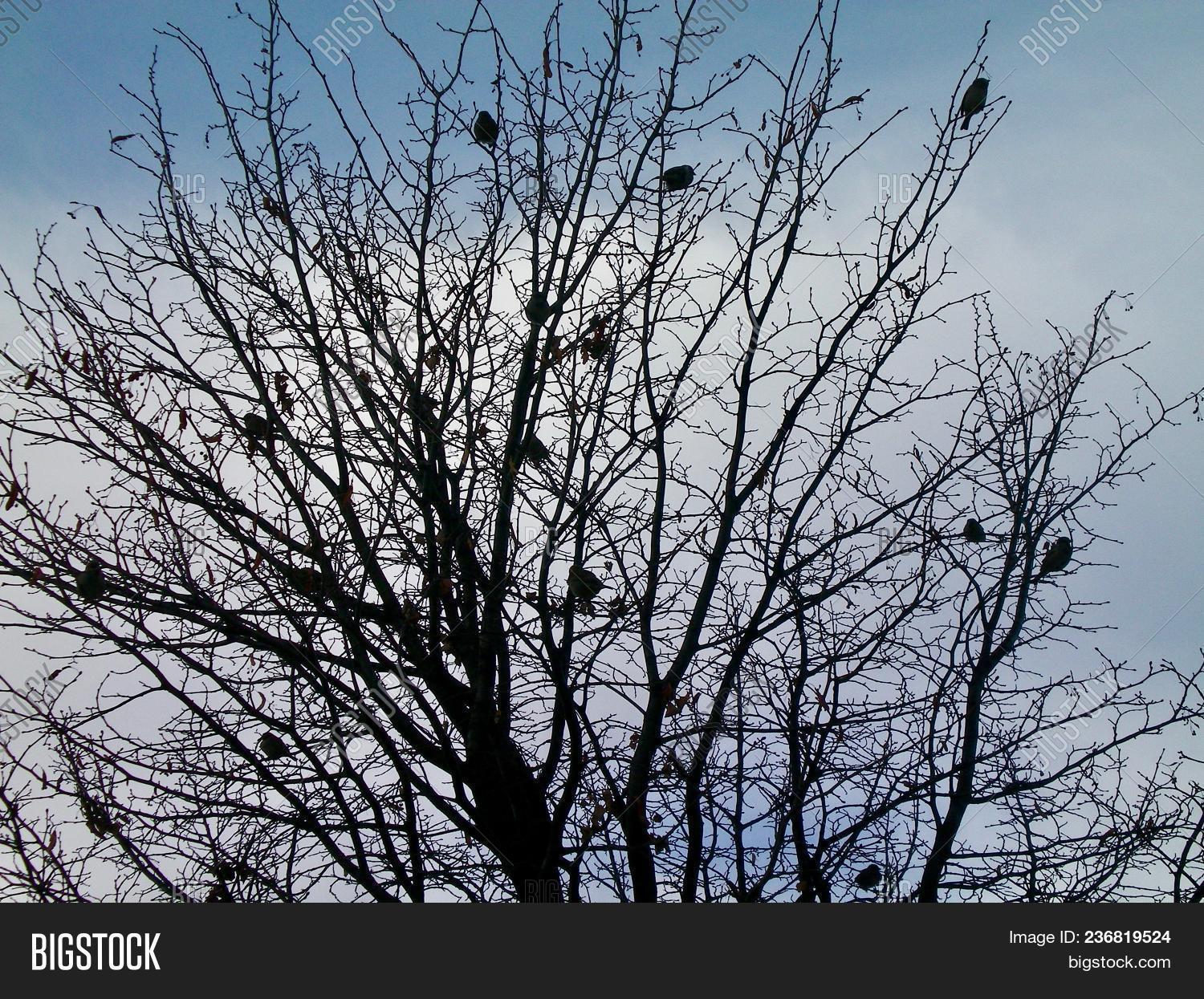 Dozen Birds Roosting Image & Photo (Free Trial) | Bigstock
