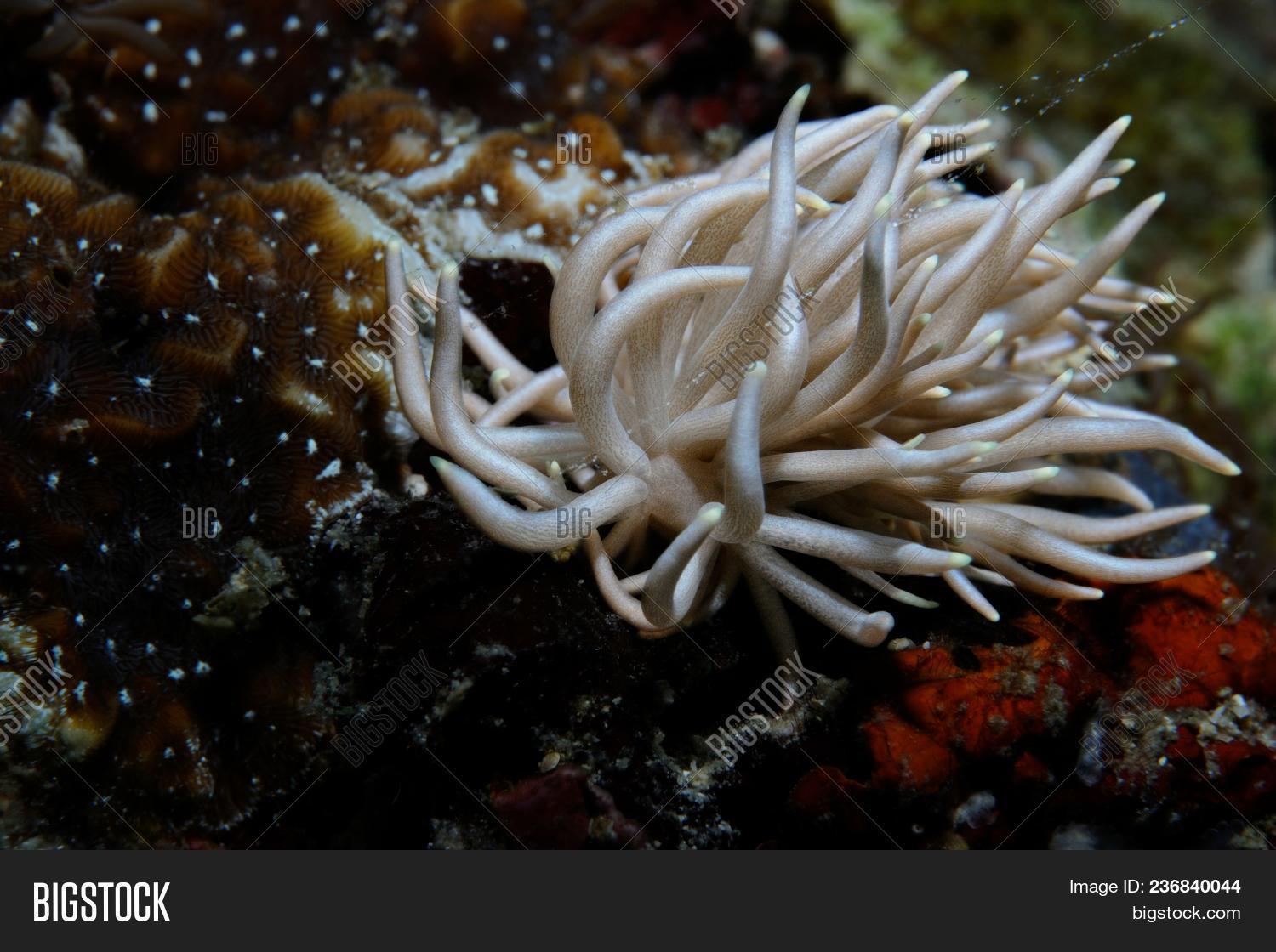 Briarea Phyllodesmium Image & Photo (Free Trial) | Bigstock