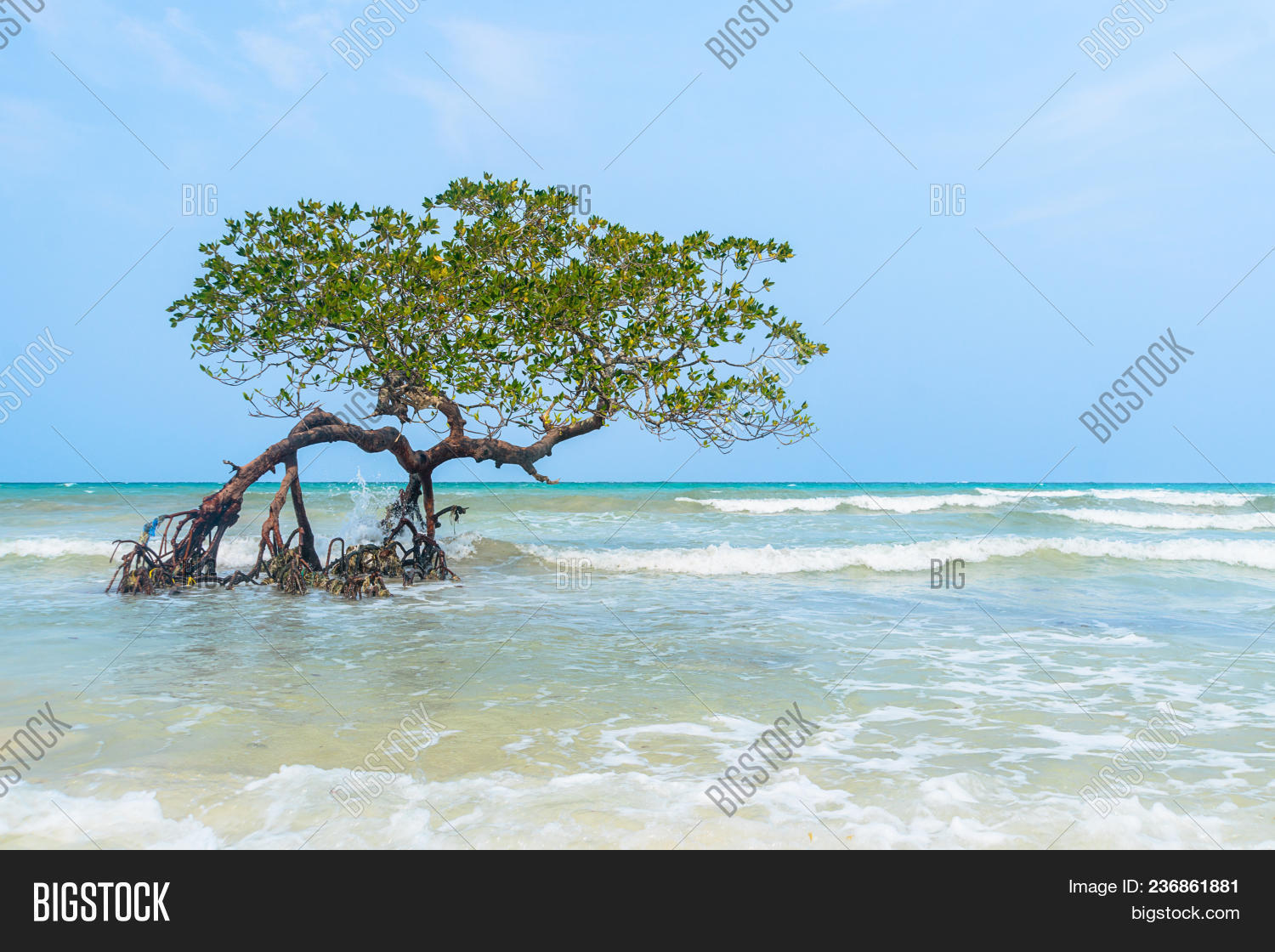 Tree Paradise, Image & Photo (Free Trial) | Bigstock