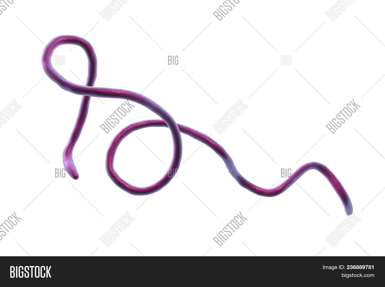 Lyme Disease Bacteria Image & Photo (Free Trial) | Bigstock