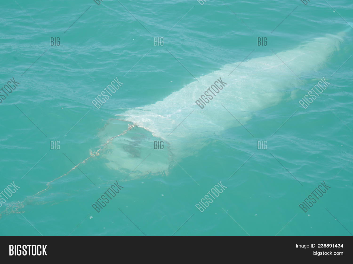 Plankton Sampling Image & Photo (Free Trial) | Bigstock