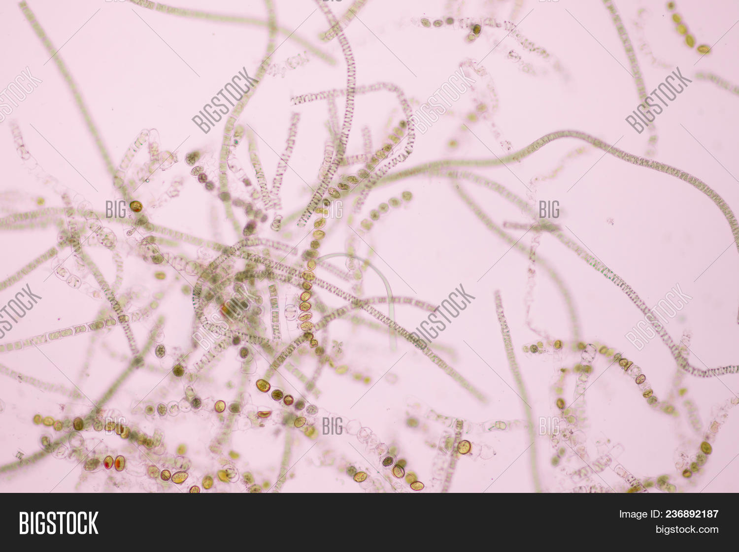 Filamentous Algae Image & Photo (Free Trial) | Bigstock