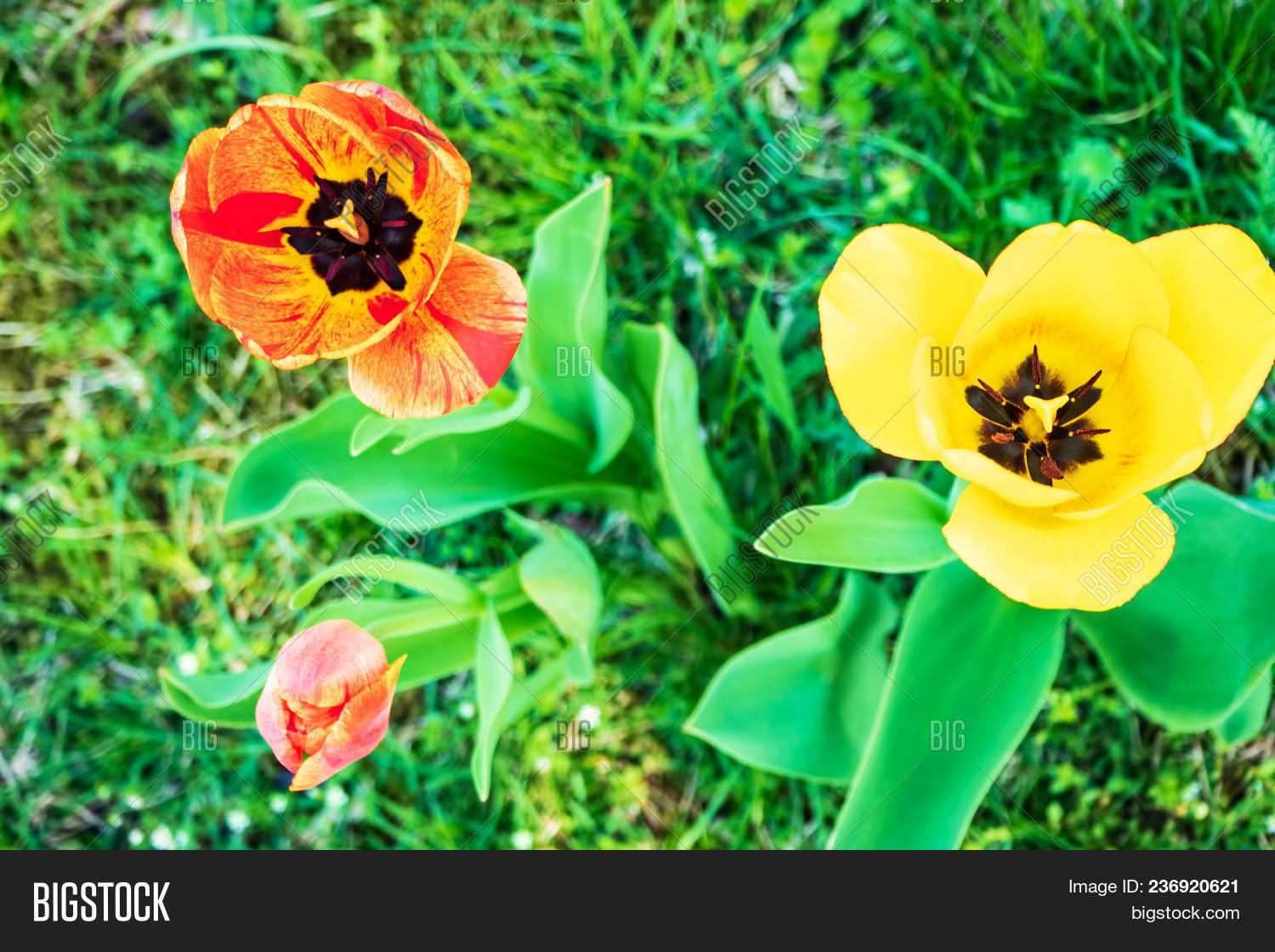 Flowering Tulips Above Image & Photo (Free Trial) | Bigstock