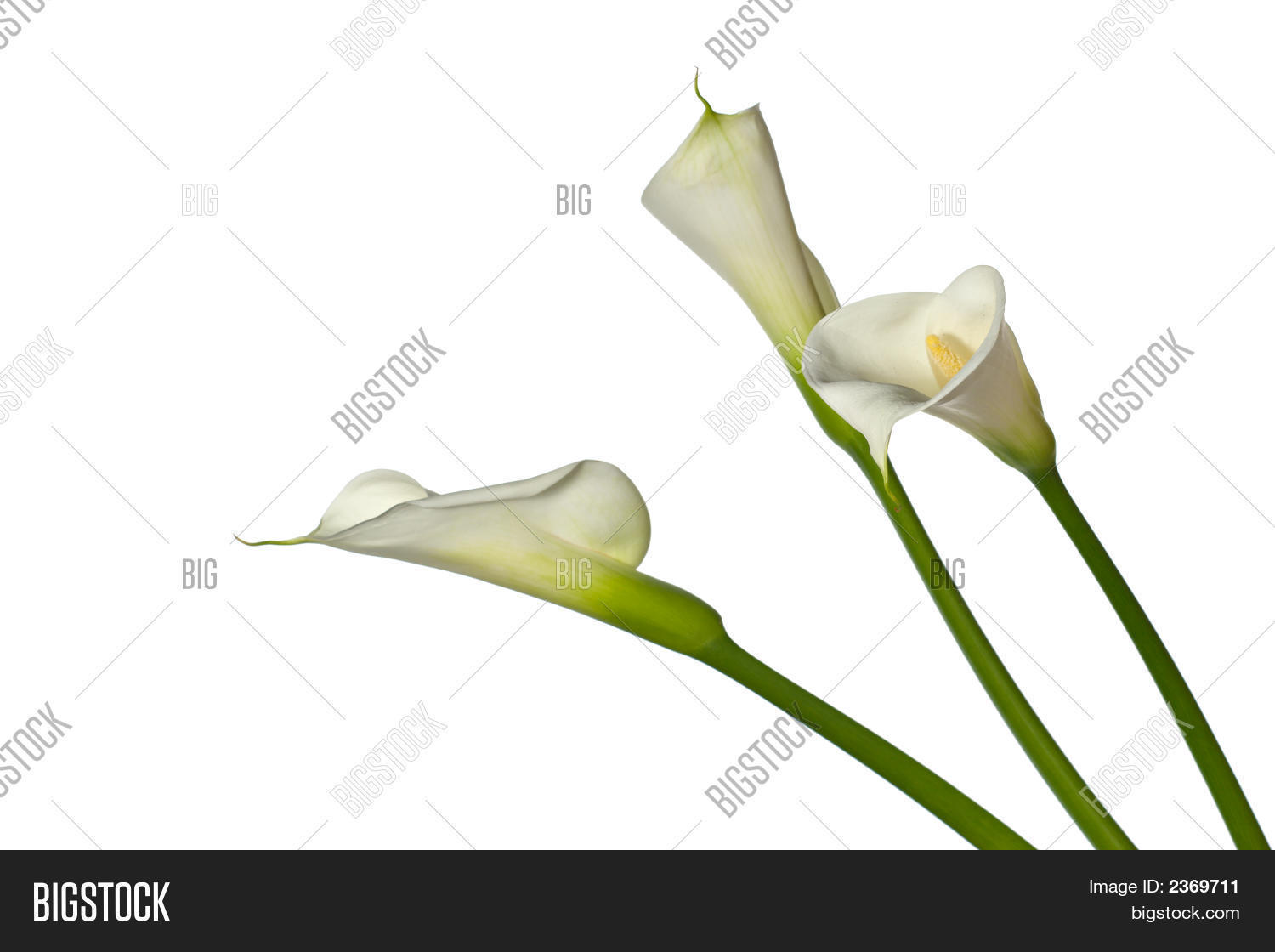 Three Calla Lilies Image & Photo (Free Trial) | Bigstock