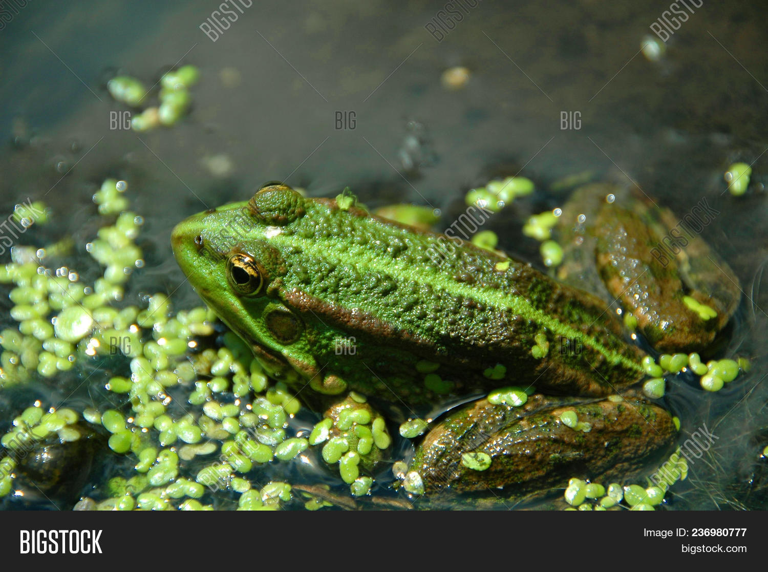 Green Frog Water. Image & Photo (Free Trial) | Bigstock
