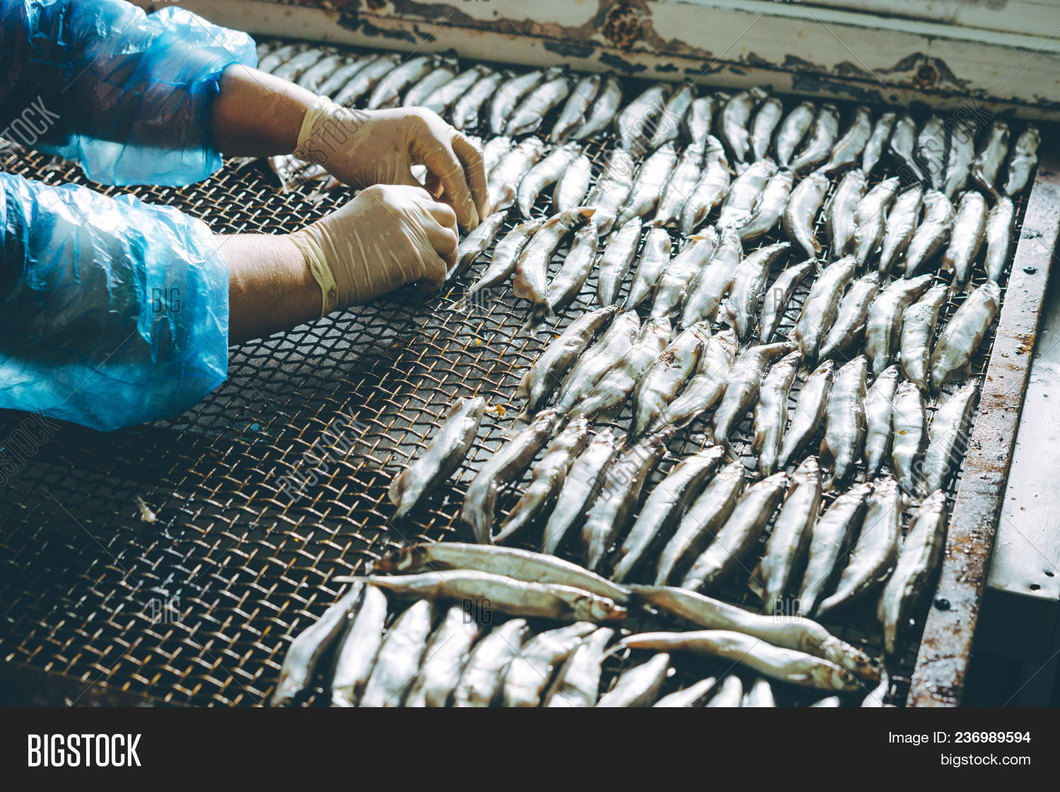 Fish Seafood Factory Image & Photo (Free Trial) | Bigstock