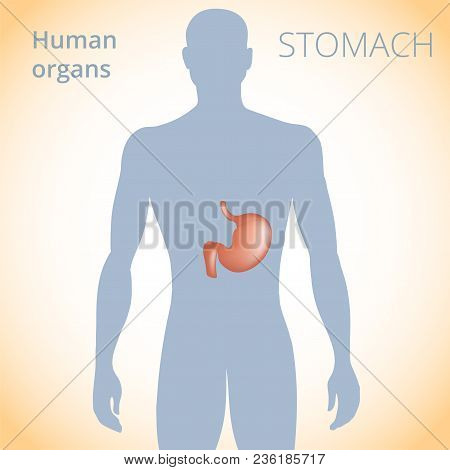 Location Stomach Body Vector & Photo (Free Trial) | Bigstock
