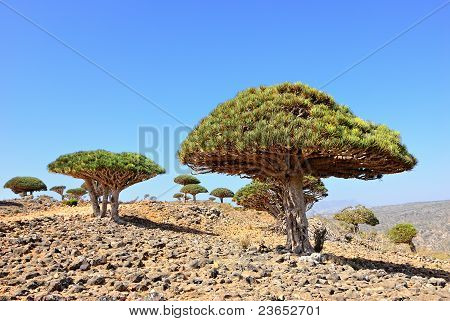 Dragon Blood Tree Image & Photo (Free Trial) | Bigstock