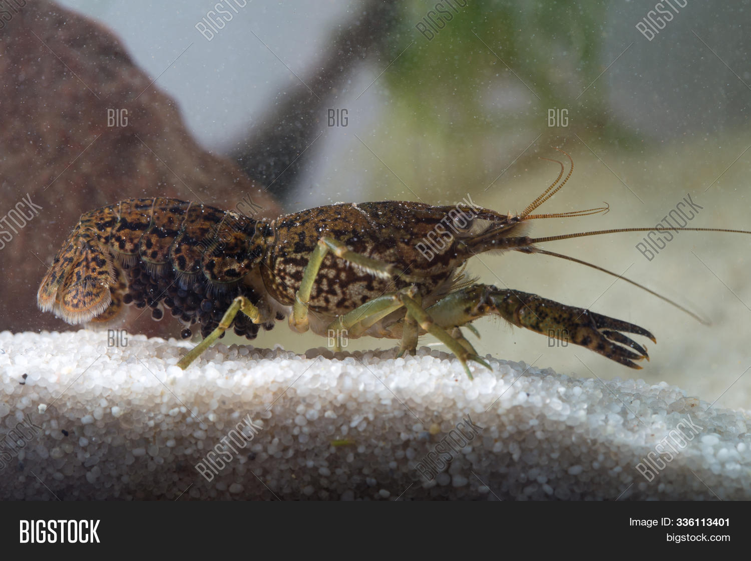 Marmorkrebs Image & Photo (Free Trial) | Bigstock