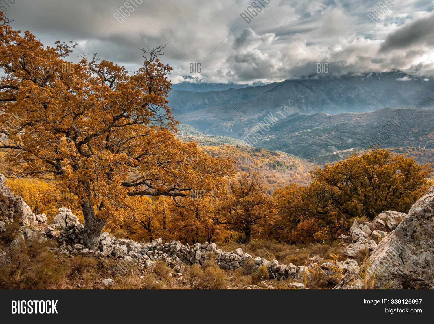 Old Oak Tree Full Image & Photo (Free Trial) | Bigstock