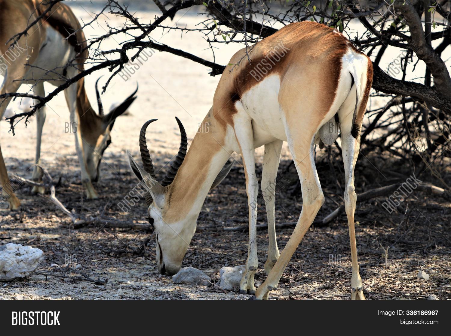 Springboks Standing Image & Photo (Free Trial) | Bigstock