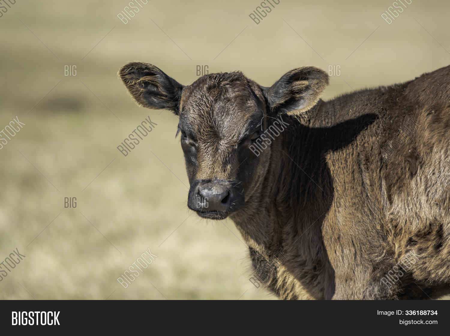 Portrait Young Angus Image & Photo (Free Trial) | Bigstock