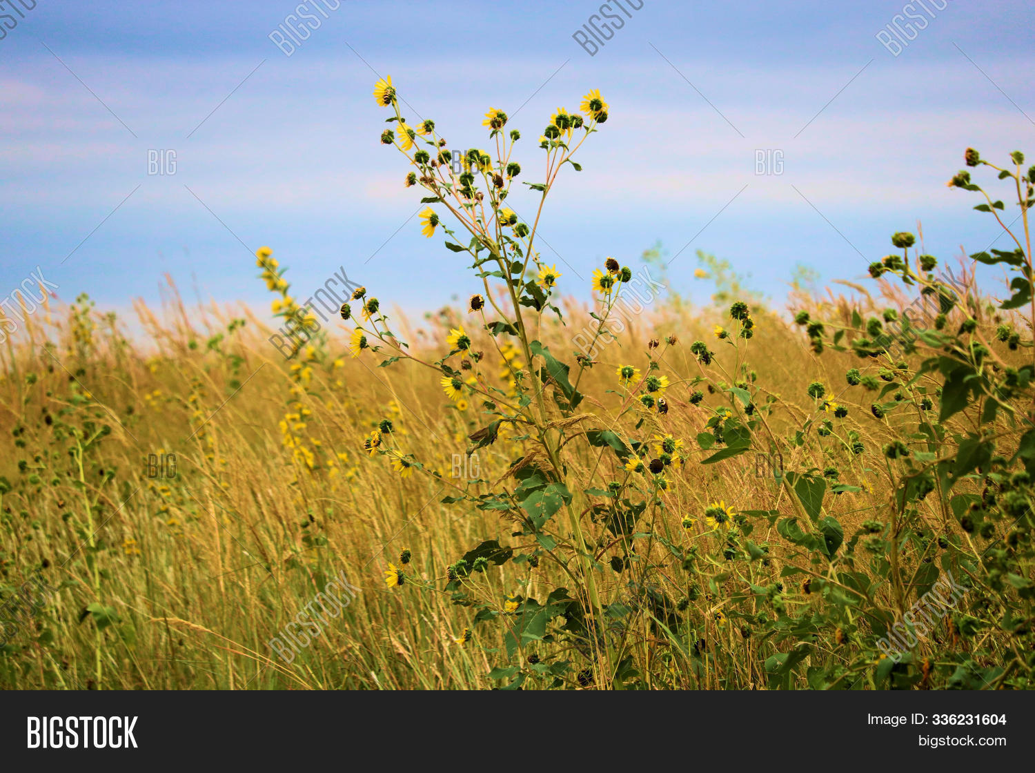 Lush Plants Image & Photo (Free Trial) | Bigstock