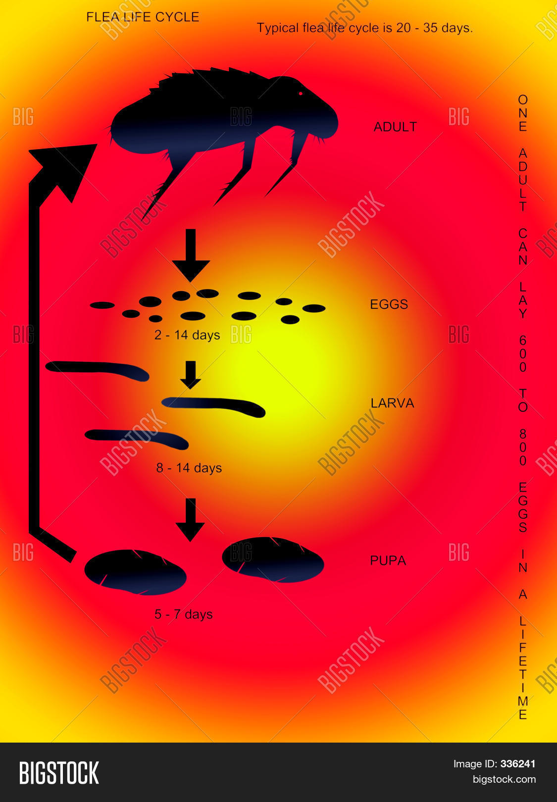 Life Cycle Flea Image & Photo (Free Trial) | Bigstock