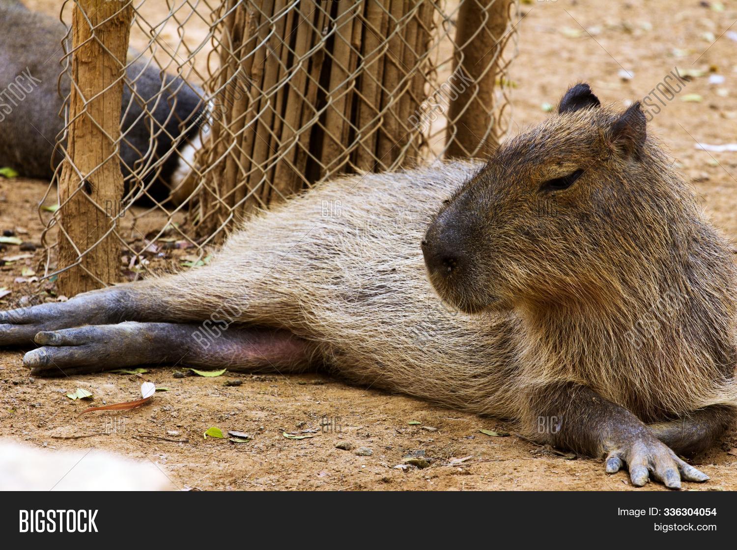 Cute Capybara ( Image & Photo (Free Trial) | Bigstock