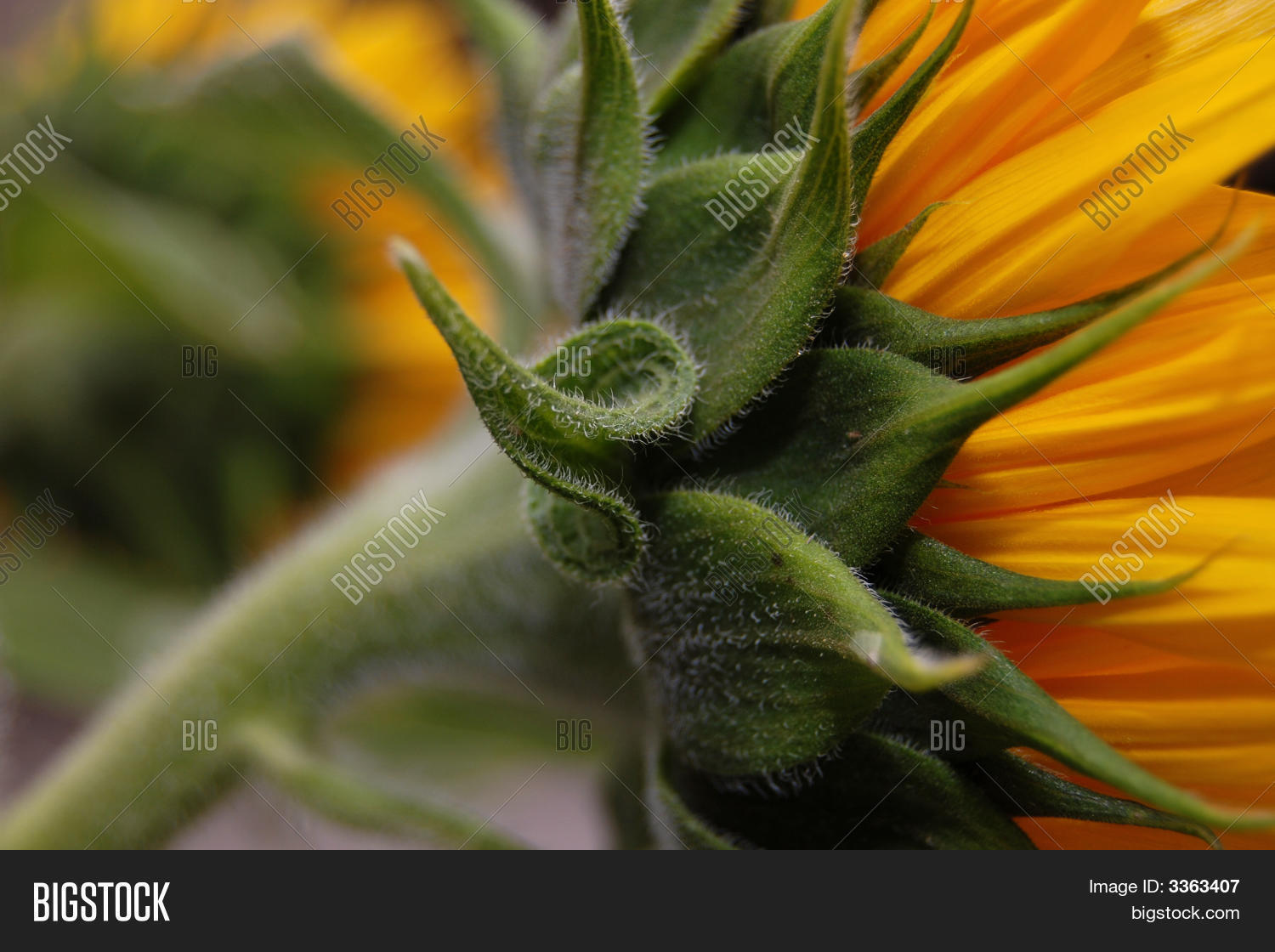 Sunflower Calyx Image & Photo (Free Trial) | Bigstock