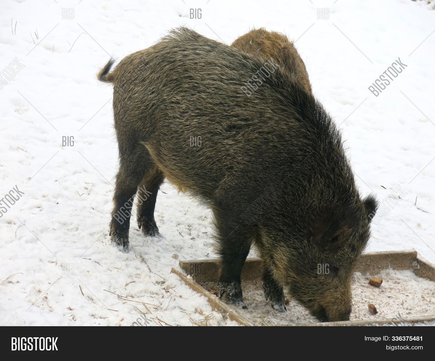 Wild Boars Eat Trough Image & Photo (Free Trial) | Bigstock
