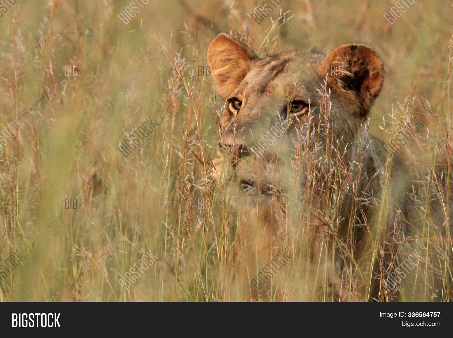 Hidden Lion In The Grass