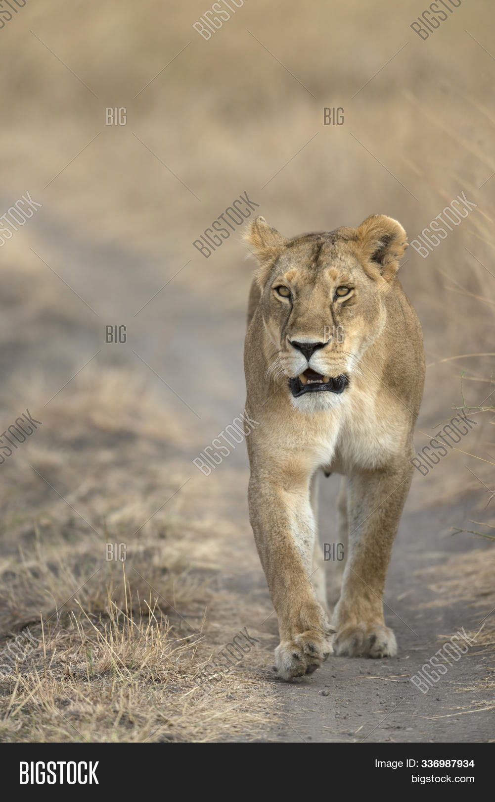 Imagen y foto Lioness Walking On (prueba gratis) | Bigstock