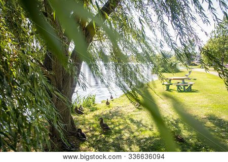 Weeping Willow Tree Image & Photo (Free Trial) | Bigstock