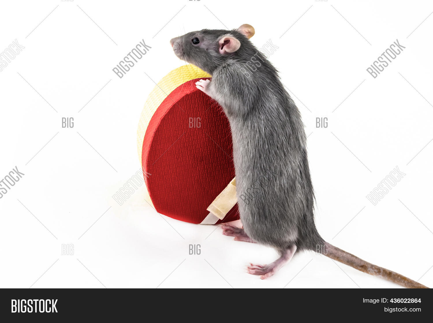 Gray Rat Stands On Image & Photo (Free Trial) | Bigstock